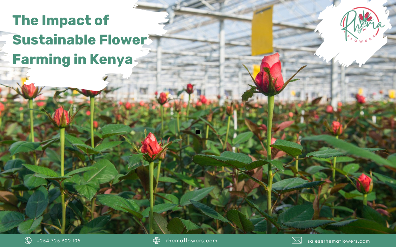 The Impact of Sustainable Flower Farming in Kenya | Rhema Flowers